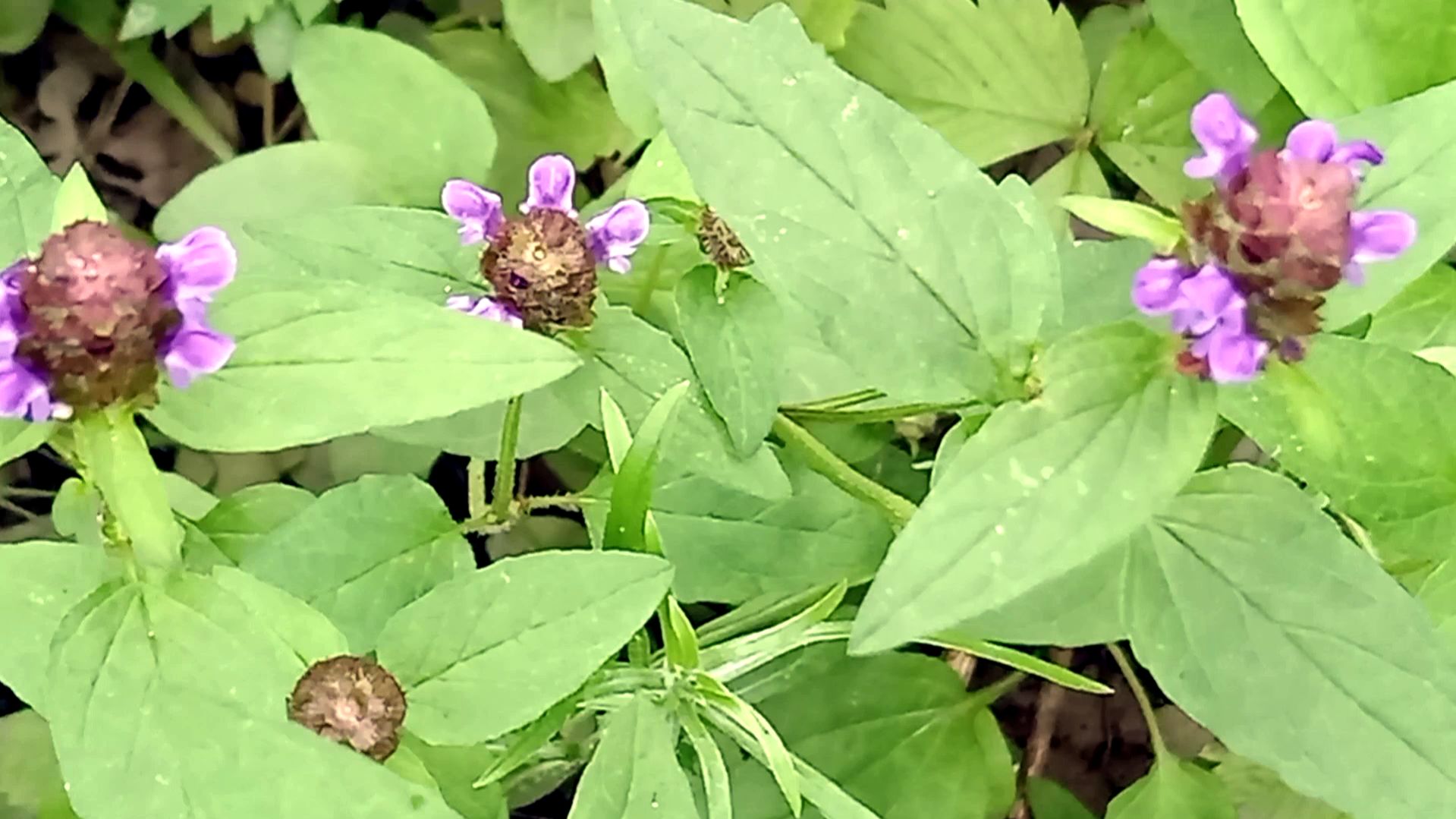 Черноголовка обыкновенная