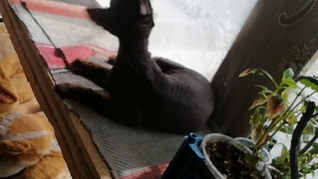 Хорошо с балконом/ кошки кайфуют/ Шаня- звезда