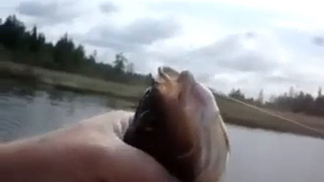 Язь - рыба моей мечты Source