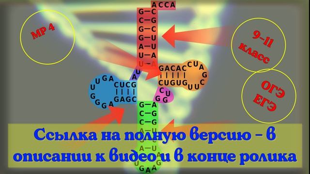 Нуклеиновые кислоты. РНК. Видеоурок