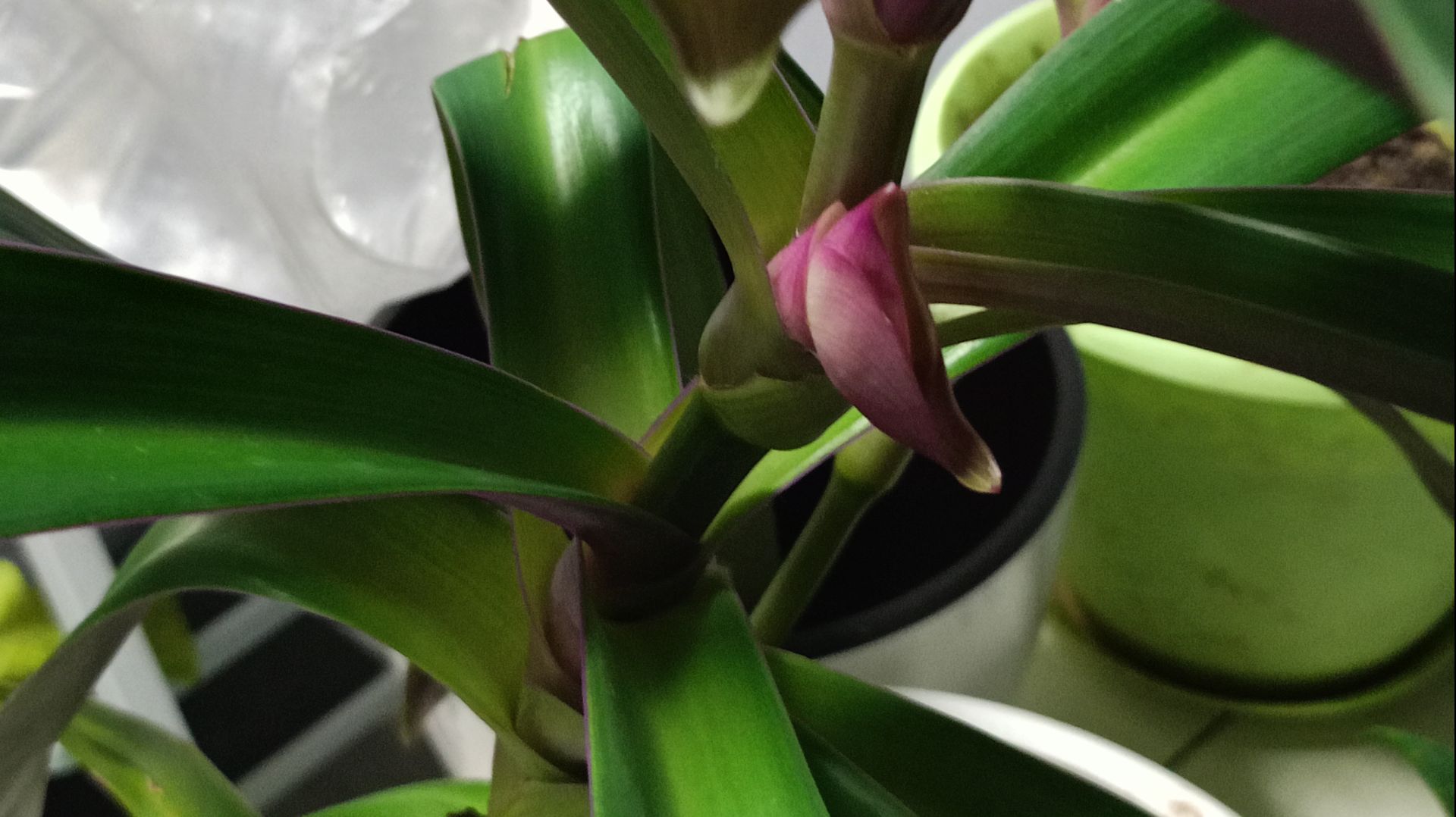 Новое средство для плиты, посадка помидор, пикировка и Обо всём и...)