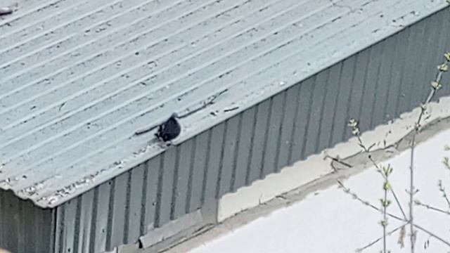 Два голубя на крыше трансформатопеой будки. VID_20260401_161812