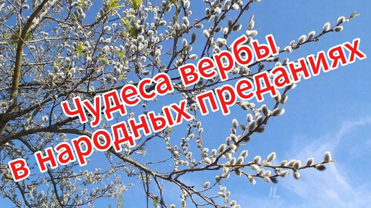 Чудеса вербы в народных преданиях. Сила возрождения и исцеления. Магия природы. Природа и вера. IL.