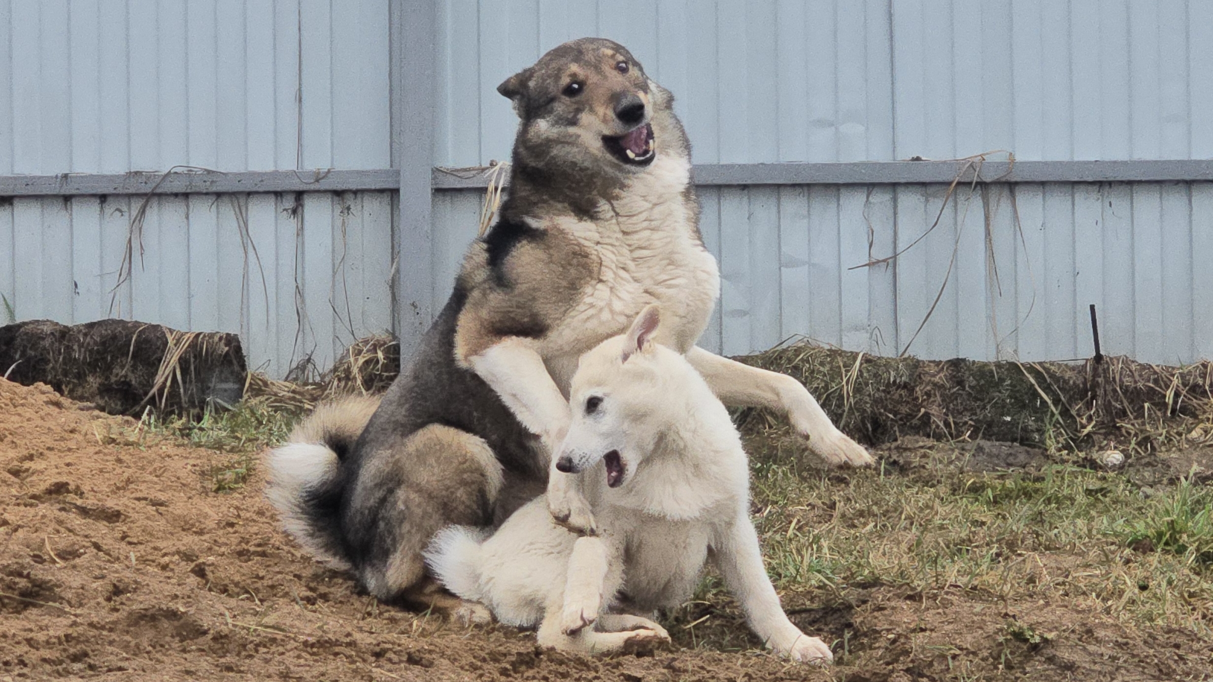 Всё на зубок
