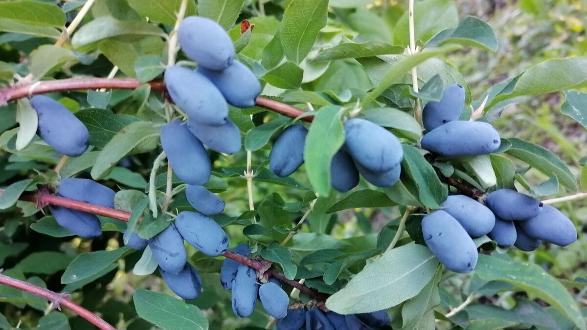 Первая обработка жимолости: чем и когда спасать кусты от вредителей и болезней.