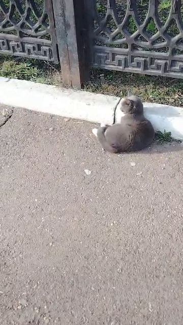 Котик решил погреться