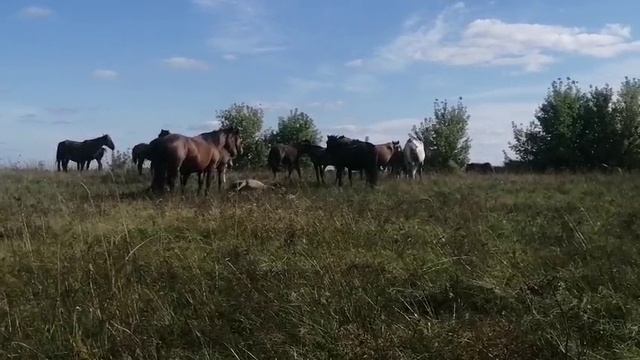Лошади живут вольно в полях. Рязанская область,с.Нармушадь.