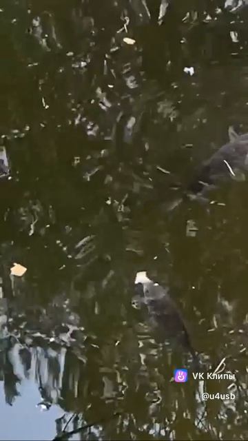 Карпы проснулись!