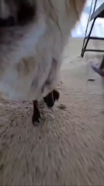 ДОИГРАЛСЯ...