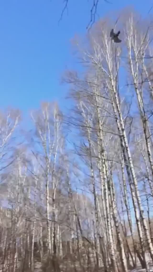 Ручей...Ястреб летит за добычей