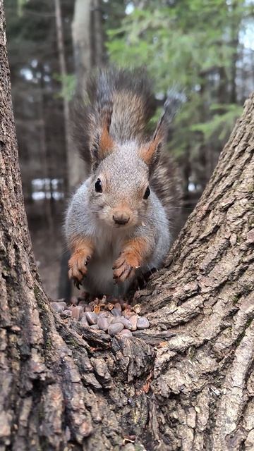 Белка с волнистыми кисточками