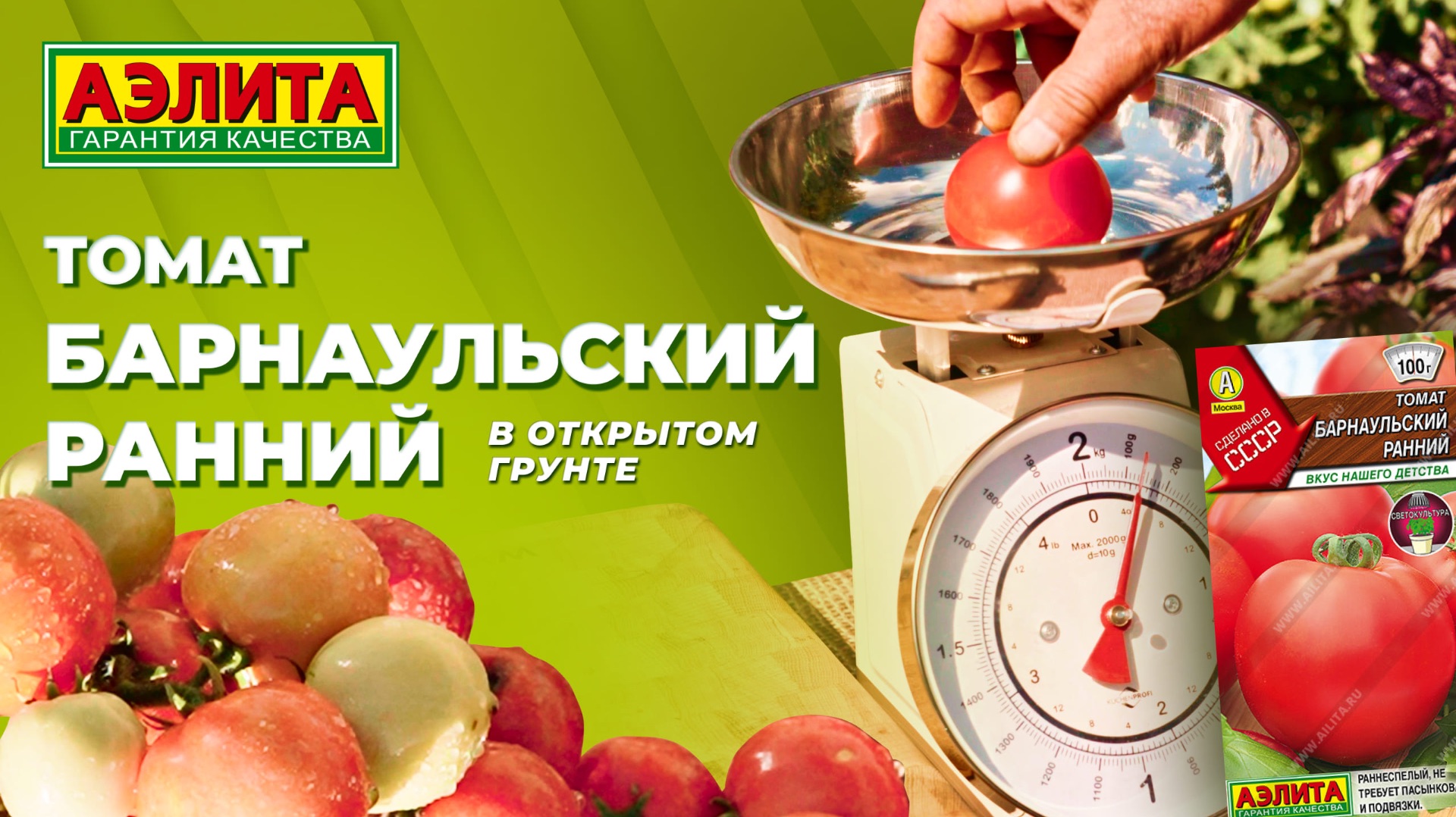 Томат БАРНАУЛЬСКИЙ РАННИЙ в ОТКРЫТОМ ГРУНТЕ