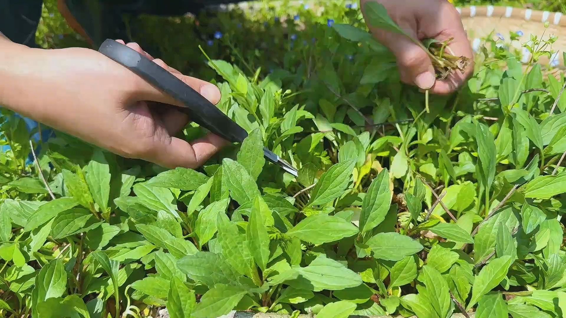 Сяо Ли - Весной нужно есть именно так: горсть дикорастущих свежих растений