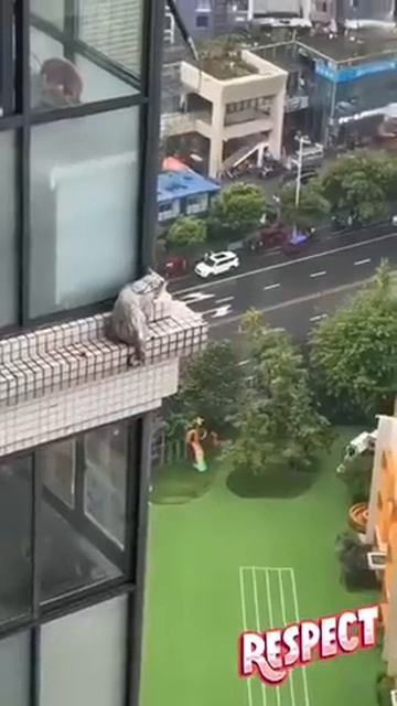 Чудесное спасение пушистой кошки с парапета небоскрёба!
