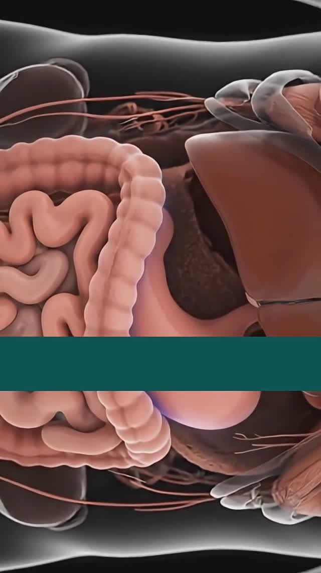 36 часов без еды #shorts #здоровье #похудение → 👤 #Health_Buddy