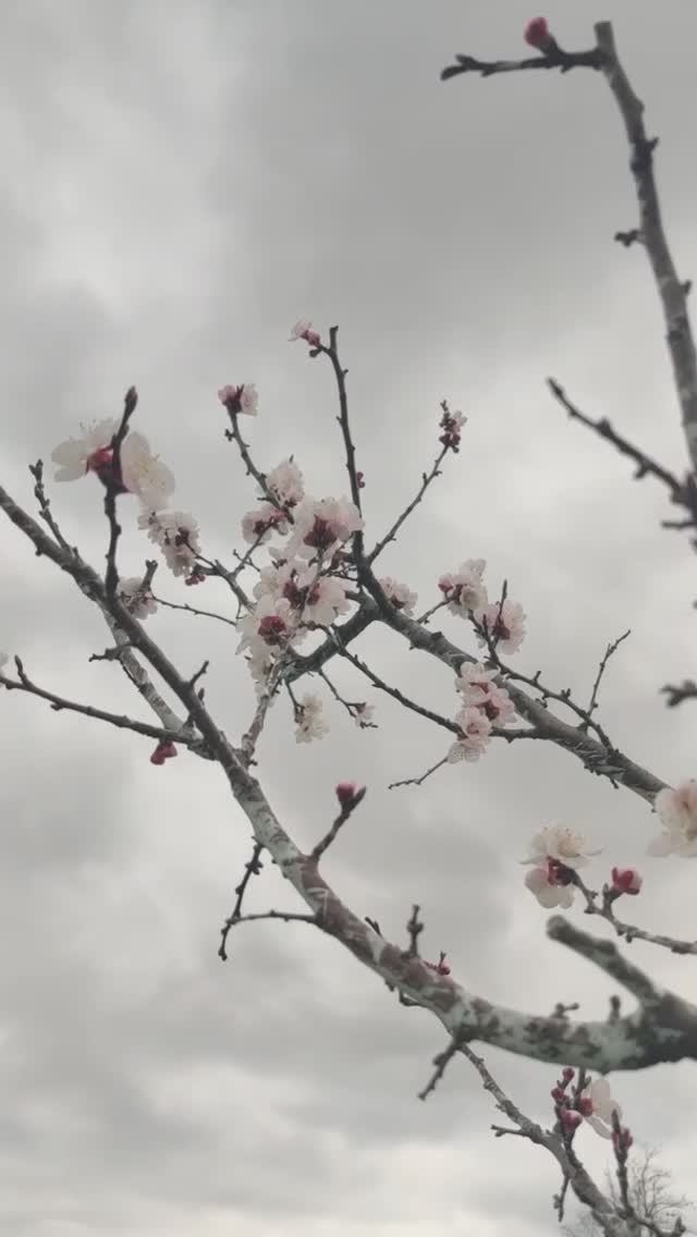 Обзор сада 30 марта 26г