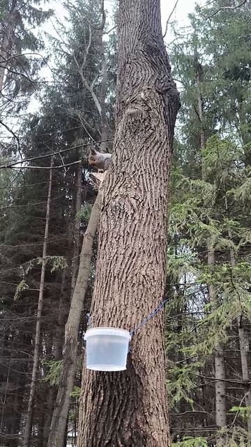 Белка пришла в развилку дерева погрызть кедряшки