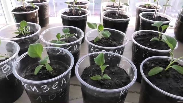 Баклажаны 5 апреля