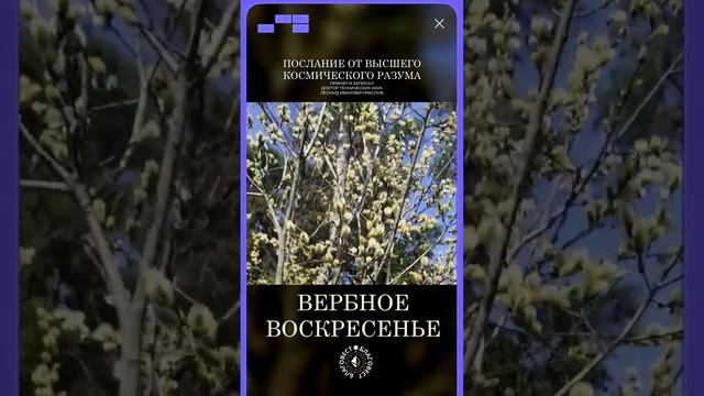 #БлагоВест ✴ ВЕРБНОЕ ВОСКРЕСЕНЬЕ