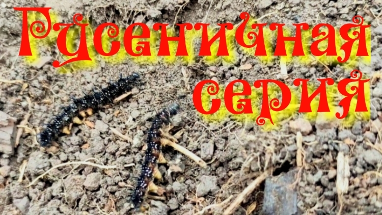 s04e16 Гусеничная