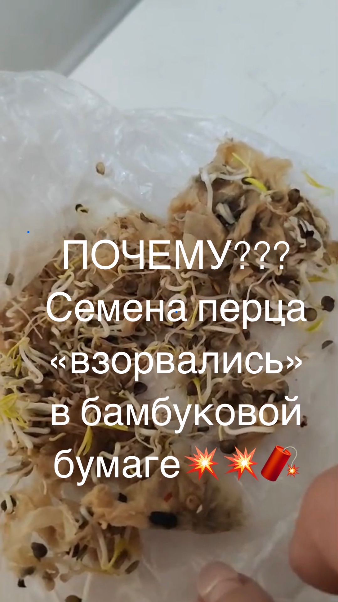 FAMALL. Шок-эксперимент:!!!Почему семена 'взорвались' ростом в бамбуке?