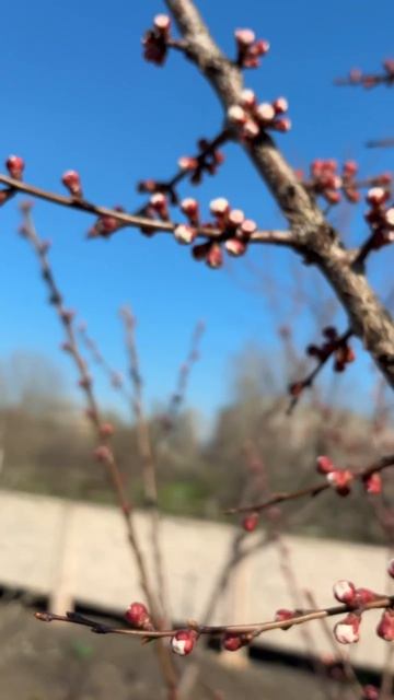 ДНР. Харцызск. 05.04.2026. Абрикос уже на старте.  И утро изумительное,праздничное. Эпизод 4