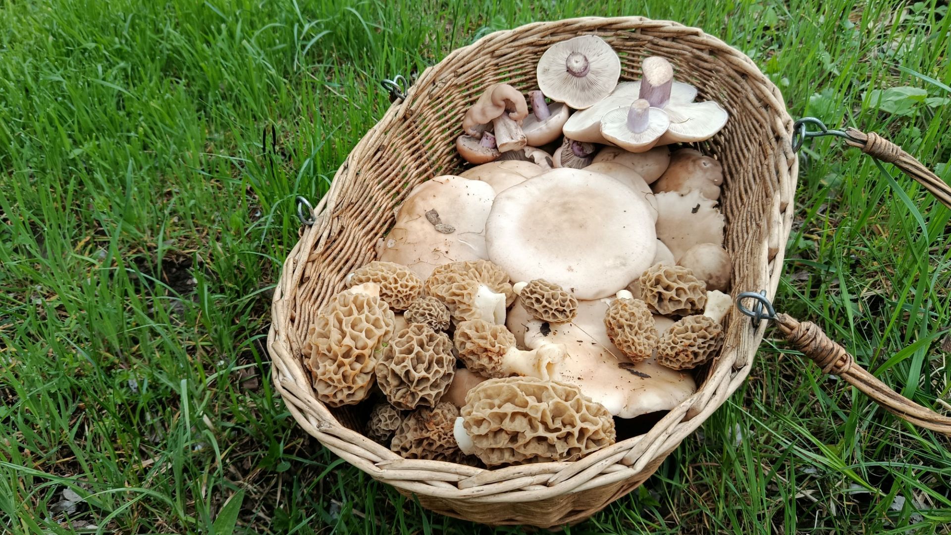 Красивейшие СМОРЧКИ и, по традиции, СИНЕНОЖКА. По грибы 5 апреля 2026 года.