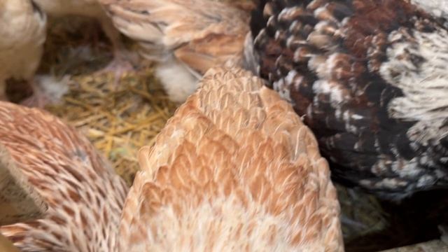 Пятое апреля. Полдник