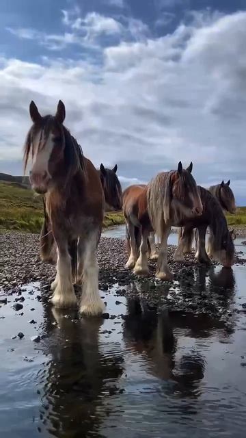 Европейская лань на водопое с другими красавцами