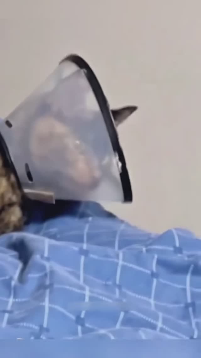 подборка кошек с ветеринарными конусами