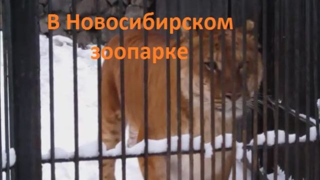 В гостях у лигра. Прогулка по Новосибирскому зоопарку