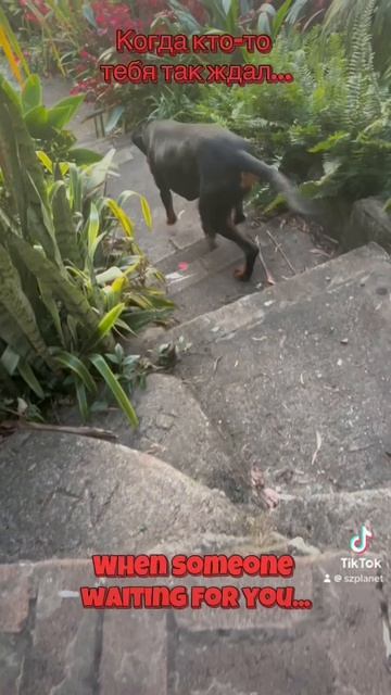 Доберман встречает у калитки