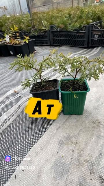 Такие разные и красивые можжевельники