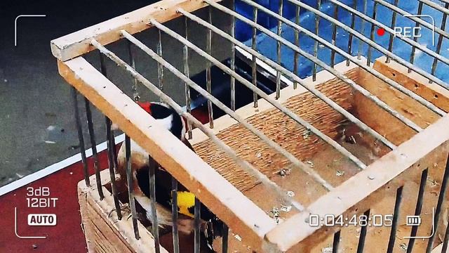 Мариуполь, Выставка Голубей 2026 — 04.04.2026