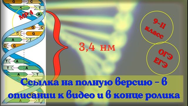 Нуклеиновые кислоты. ДНК. Видеоурок.
