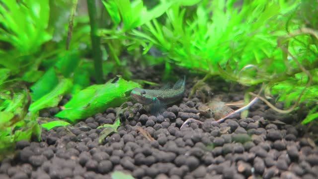 Стифодон кобальтовый, или бычок неоновый синий. Маленький красавчик. Рыбки. Рыбы. Москвариум 2026