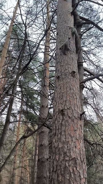 Белка с орехом убегает от другой белки