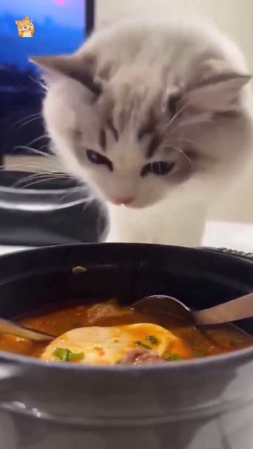 Это не едят! Бяяяя!😻Веселые котики. Коты хулиганы! Невероятные трюки! #кот #хулиган #трюк #short