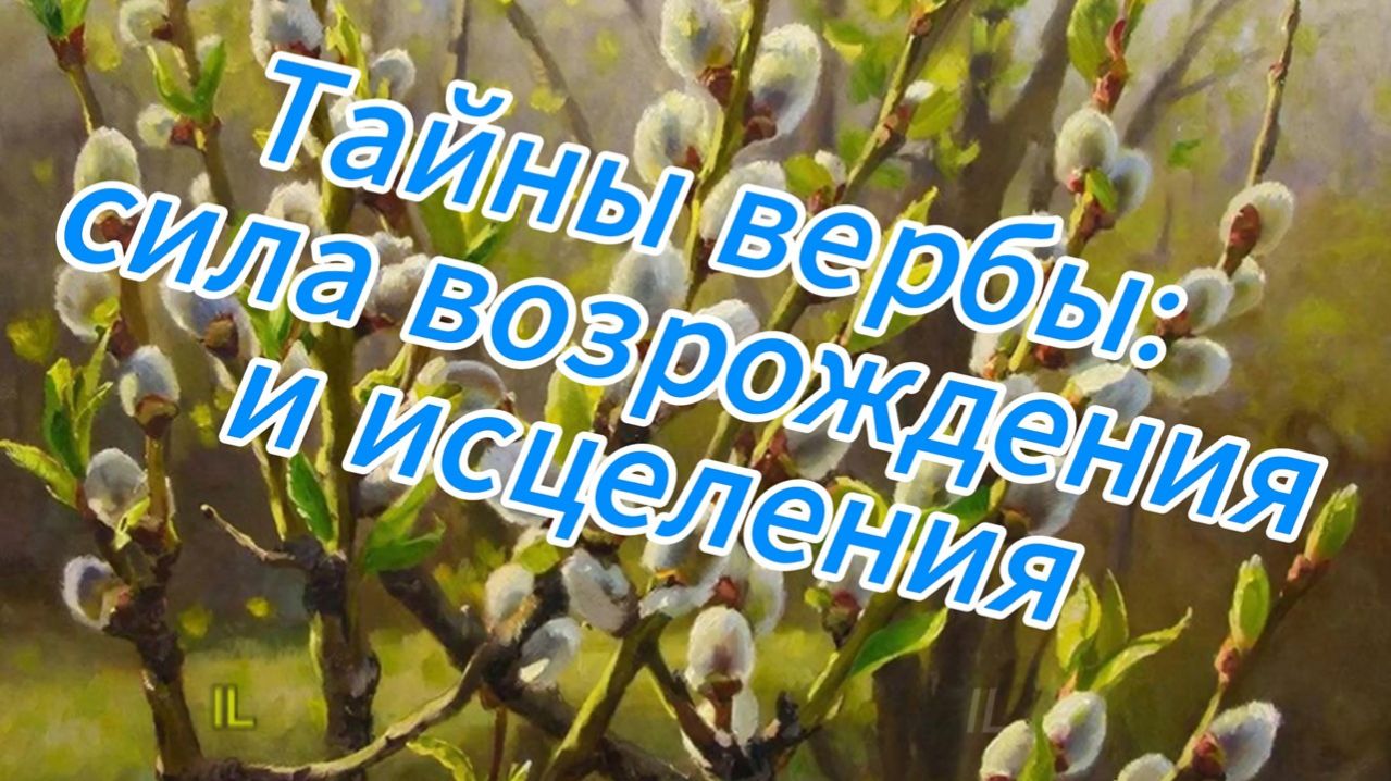 Тайны вербы: сила возрождения и исцеления. Вербное Воскресение. Чудодейственная сила вербы. IL.