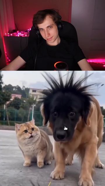 Бобику досталось