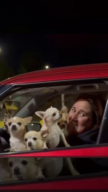 Что там за кипиш