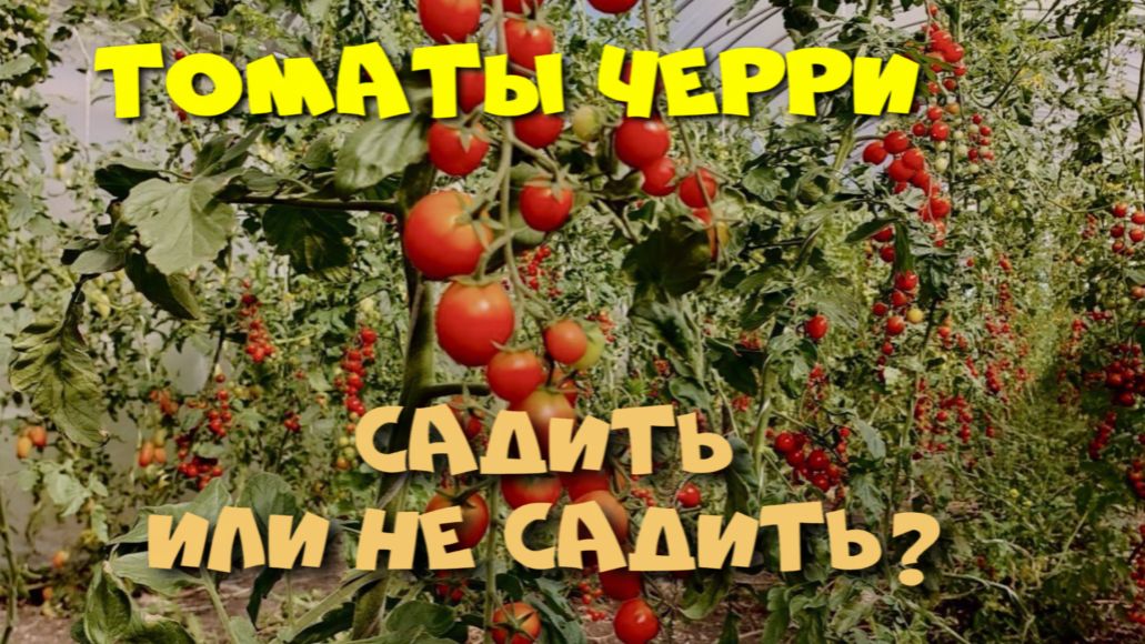 ЧЕРРИ. ВЫРАЩИВАТЬ ИЛИ НЕТ НА ДАЧЕ?