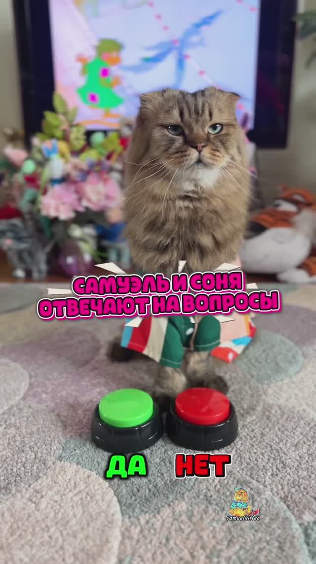 А ваши питомцы уже ждут лето?☀️😻 #котики #юмор #говорящийкот