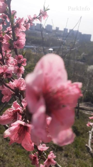 Как цветет персик