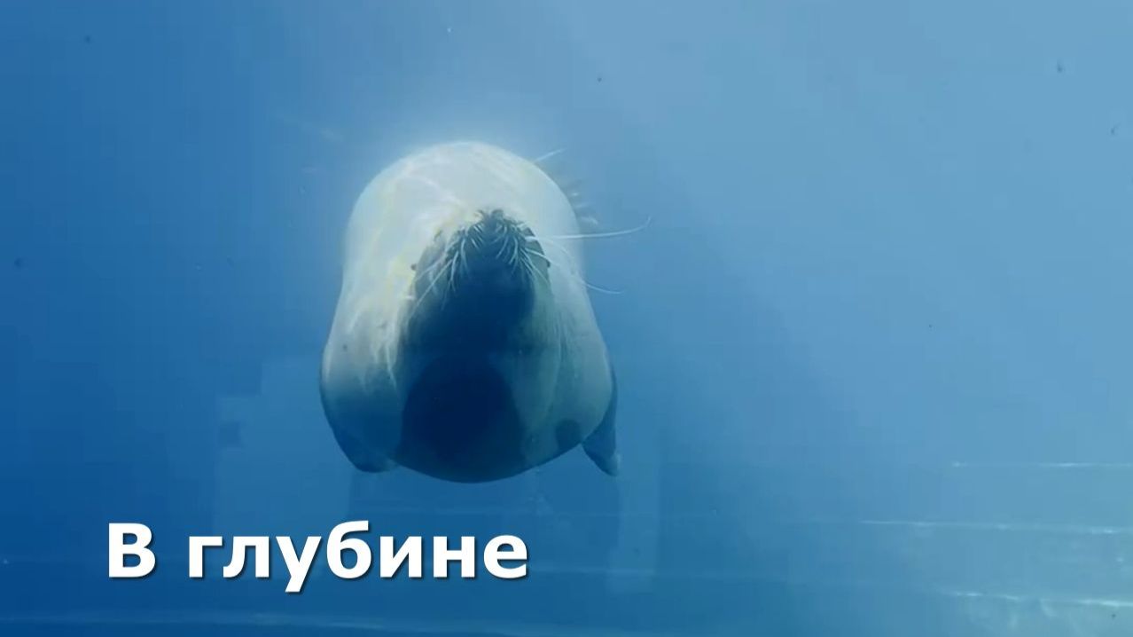 В глубине. Дмитрий Шлапак