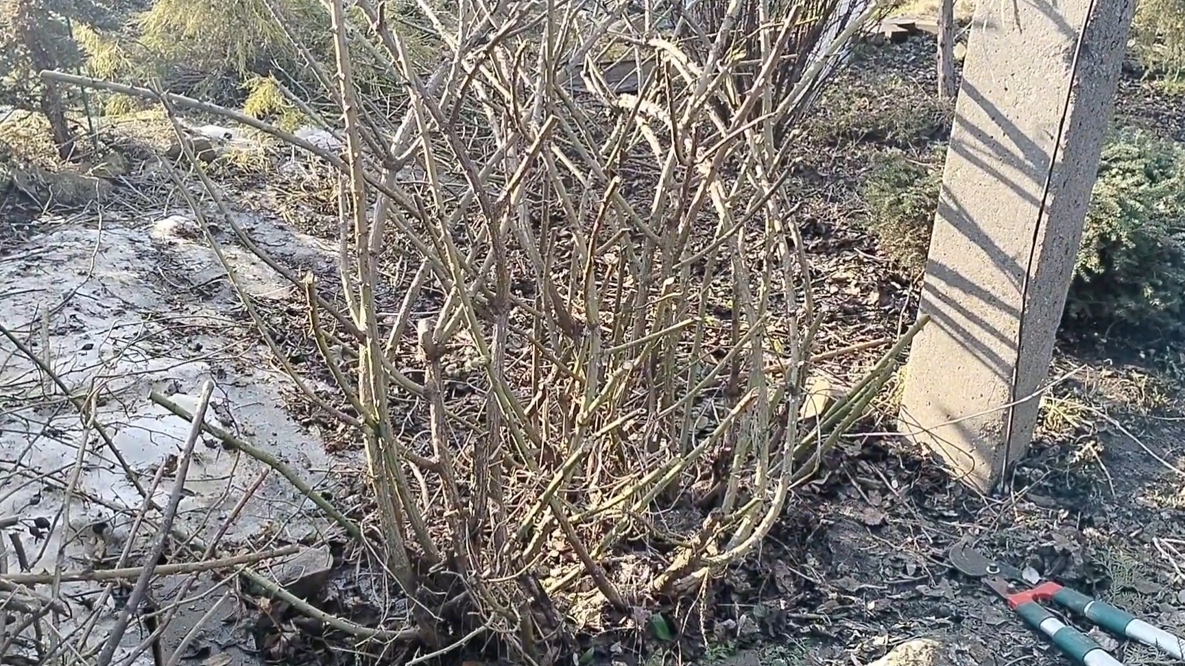 Обрезка кустовых роз 01.04.26.Перчатки для Светланы,вьющаяся гортензия для Натальи, обзор растюх