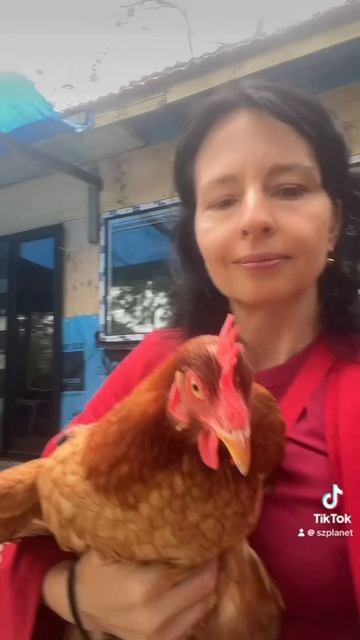 Ручные Курицы любят, чтобы их погладили!