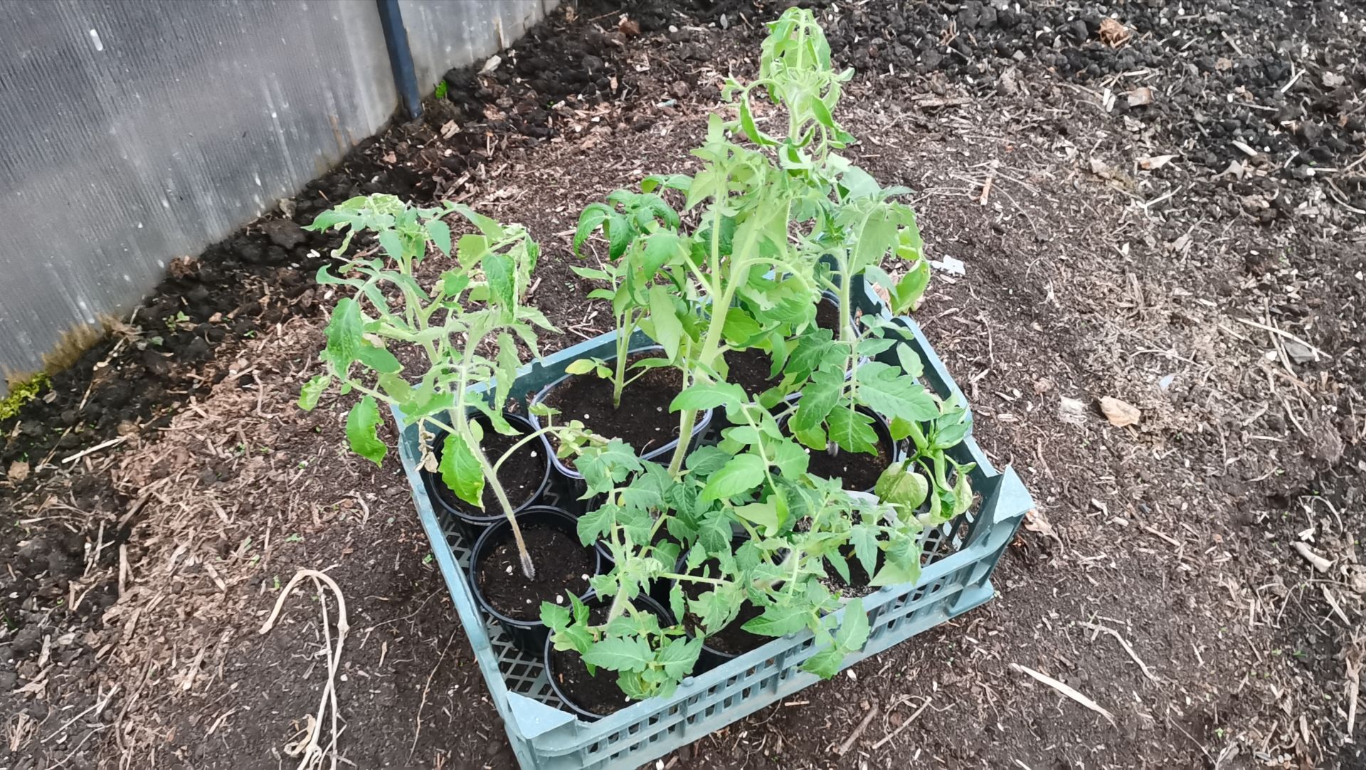 Сею огурцы для раннего урожая 5 апреля! Рассада отправляется в теплицу.