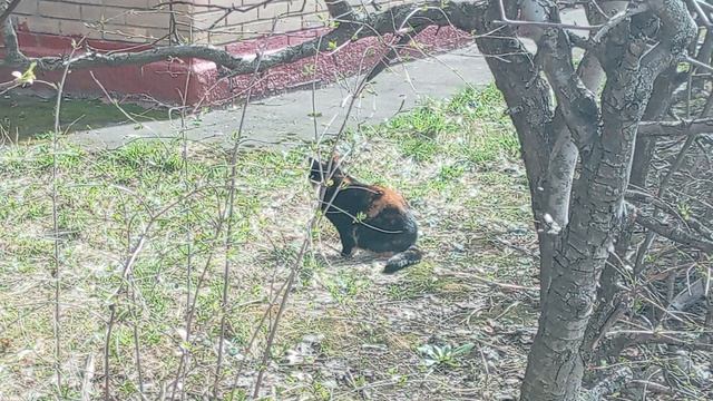 Трехшерстная (трехцветная) кошка. VID_20260404_124413