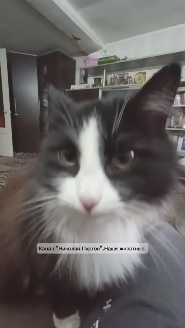 Кошка Мася.Ошейник за 200₽ от клещей